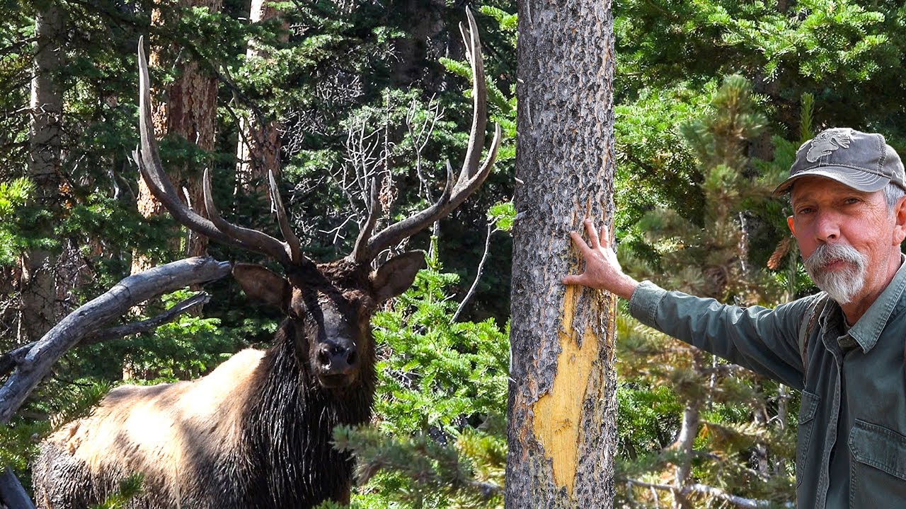 كورس ELK HUNTING من الصفر باللغة العربية 2026 - مصر 24
